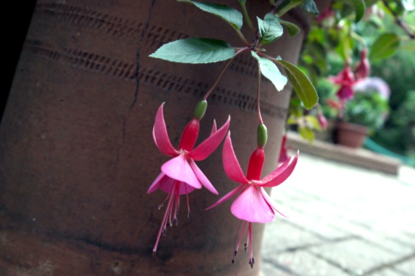 Planting Pots to Please – AboutMyGeneration