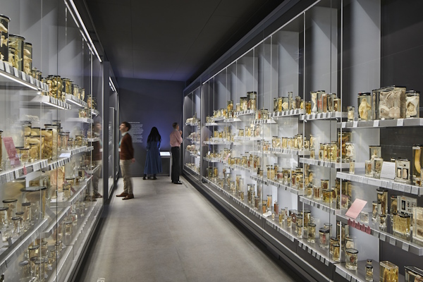 Unveiling the Treasures of the Hunterian Museum in London ...