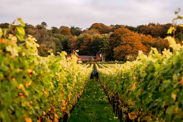 Autumn is the perfect time to visit Squerryes Vineyard in Westerham ...
