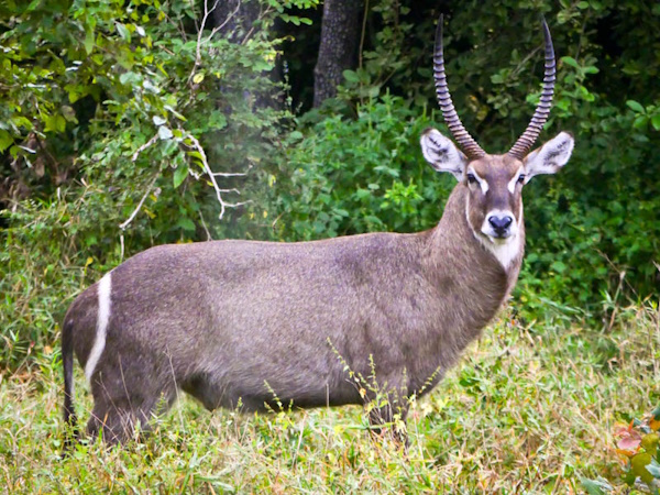 Waterbuck Male 1 – AboutMyGeneration